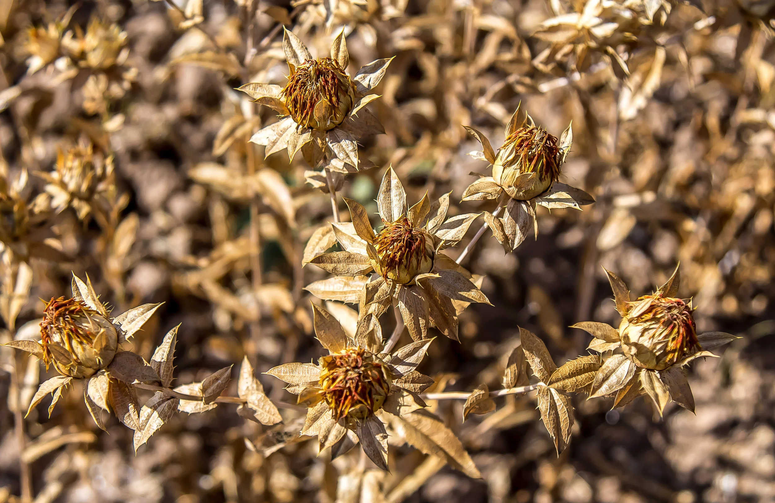 L&H Seeds - Pacific Northwest Native Seed