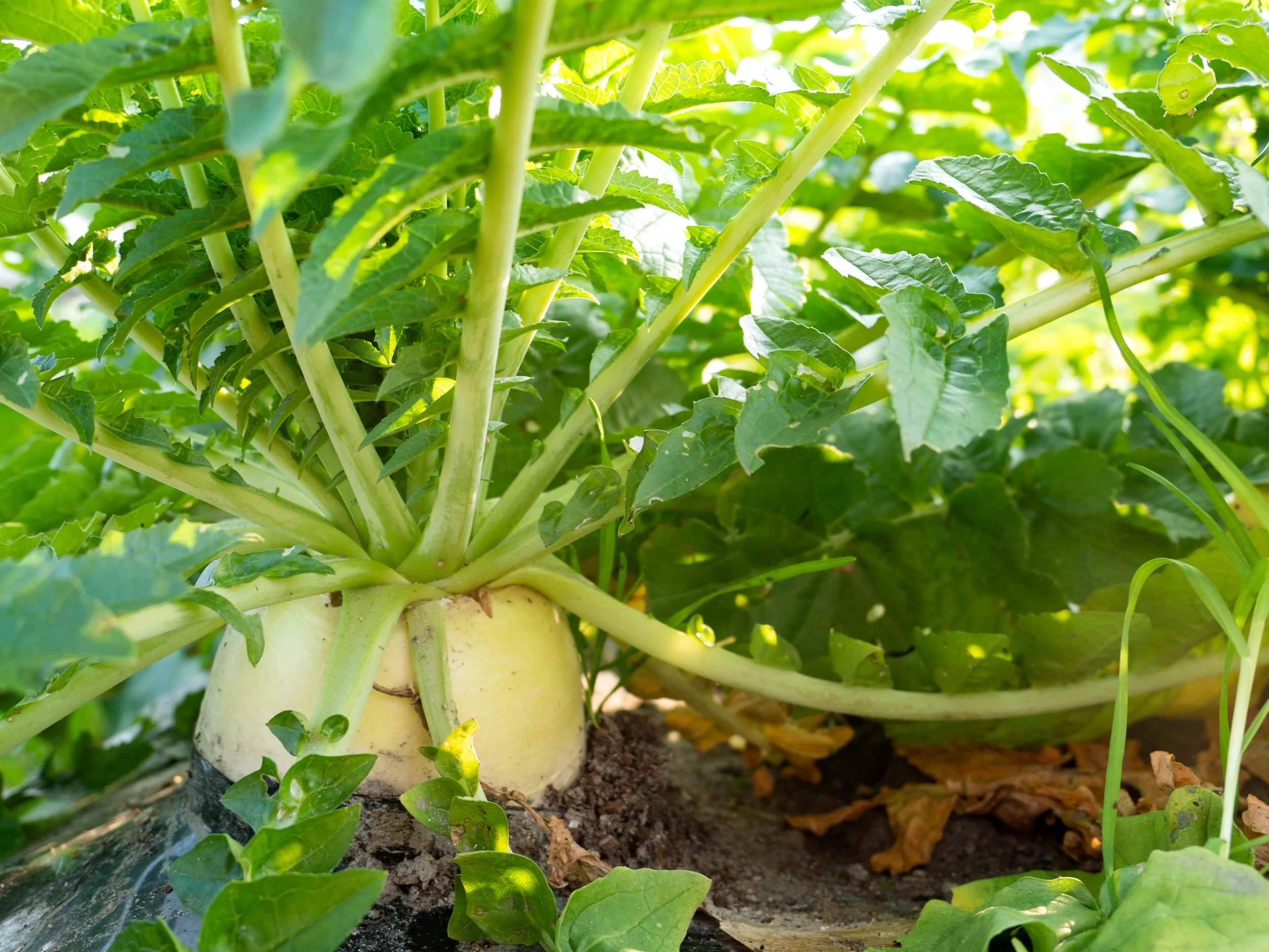 L&H Seeds - Pacific Northwest Native Seed