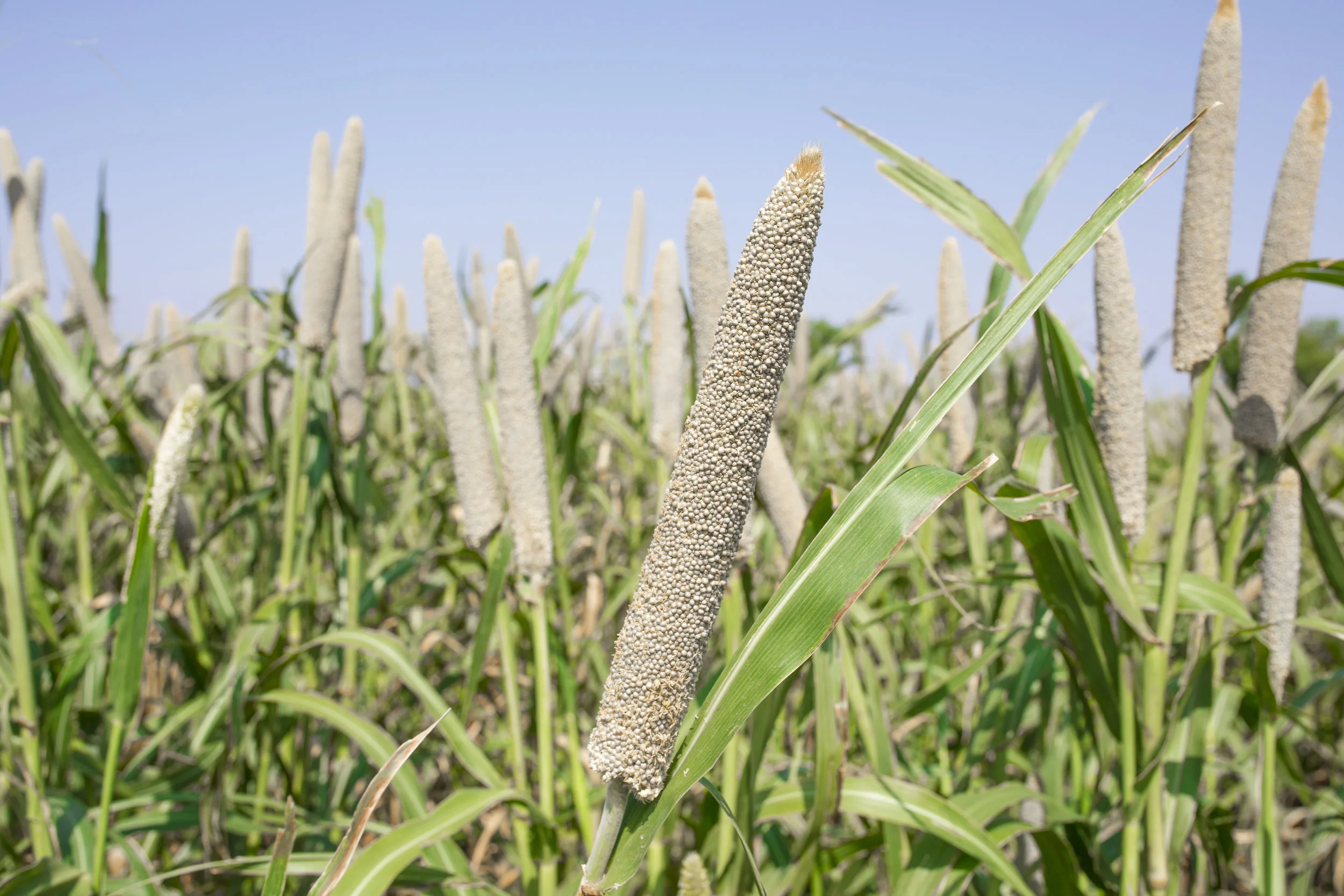 Pearl Millet Plant