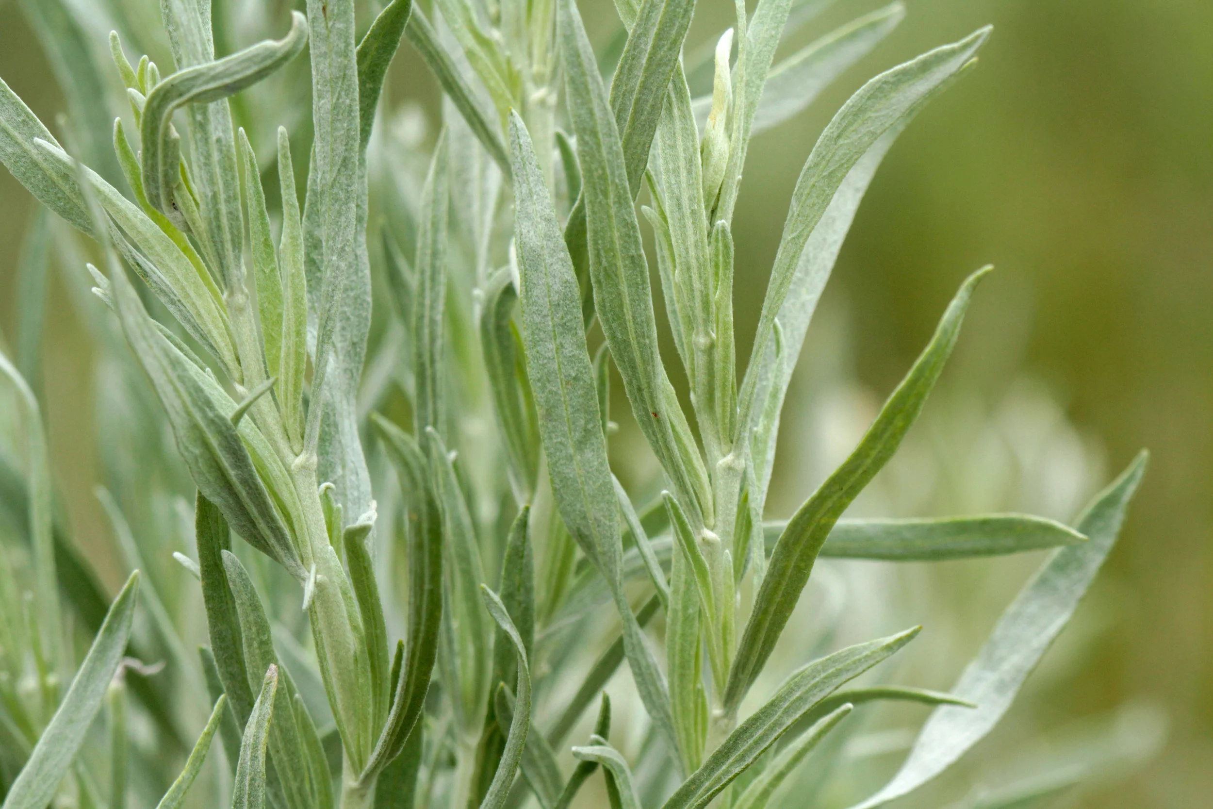 L&H Seeds - Pacific Northwest Native Seed
