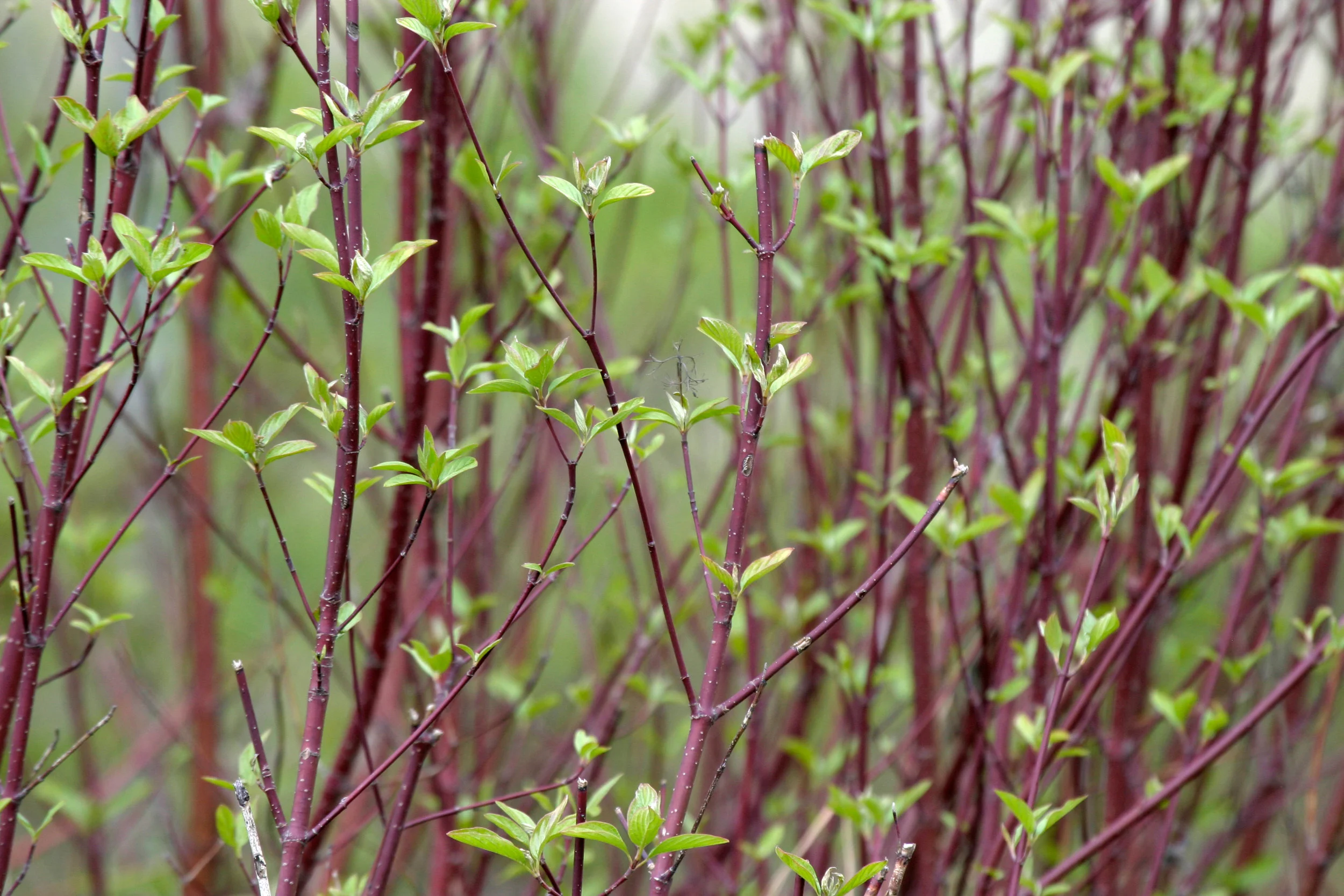 Red Twig Dogwood Summer