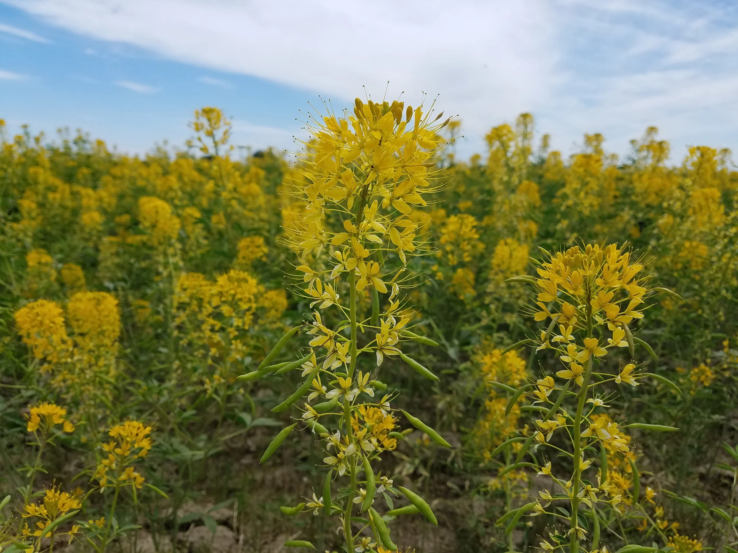 Cleome Lutea 180 Cleome Lutea Stock Photos, High Res Pictures, And