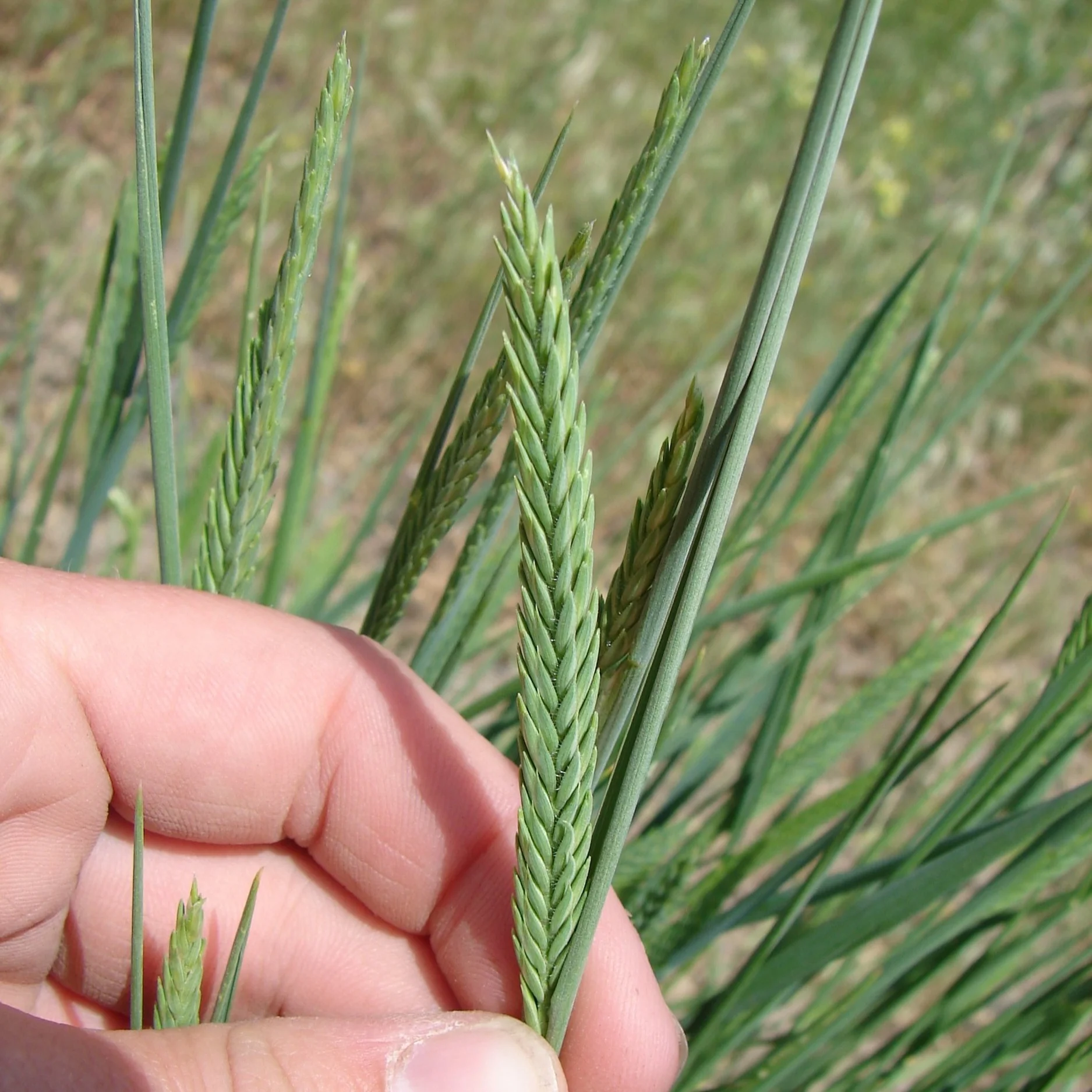 Slender Wheatgrass