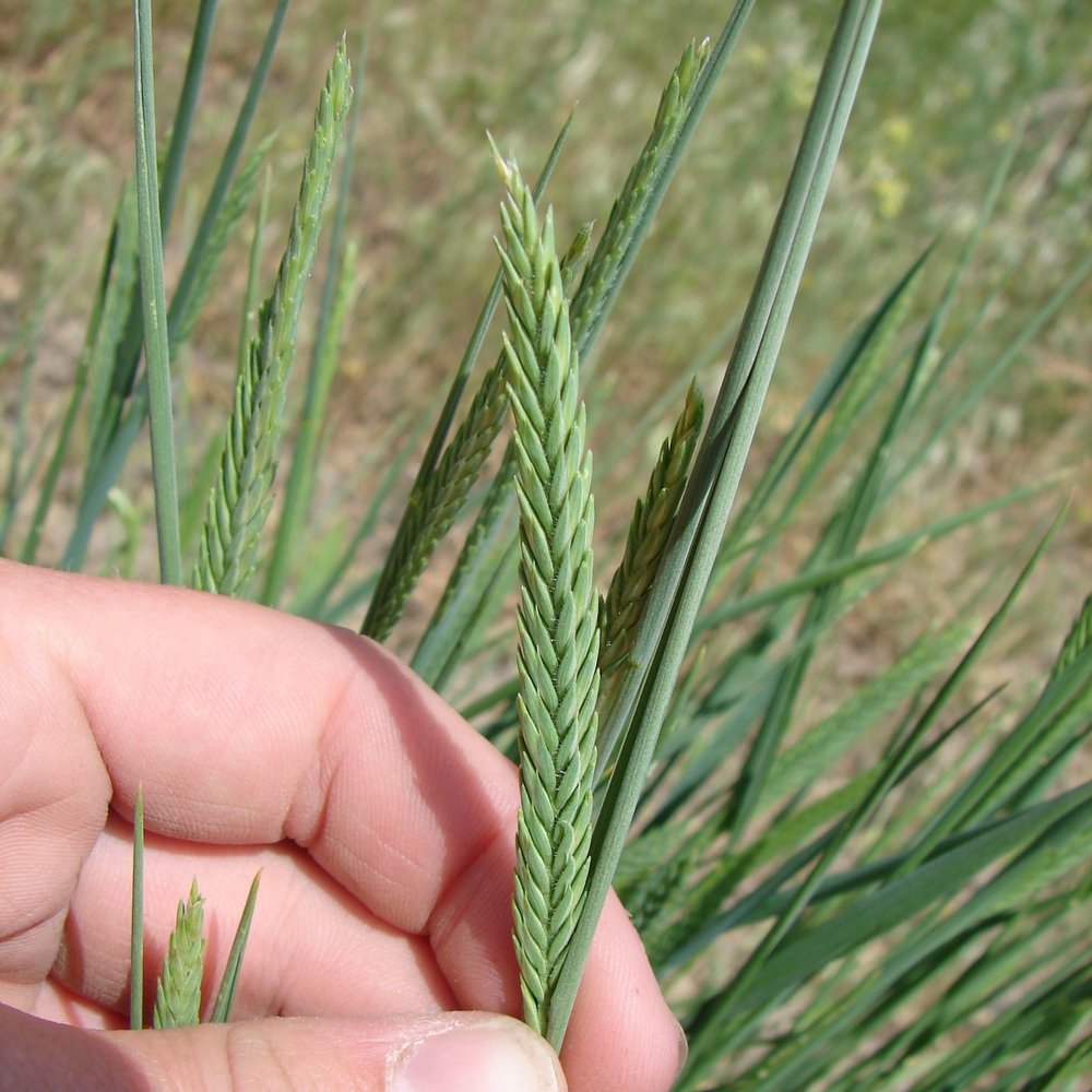 Crested Wheatgrass Seed