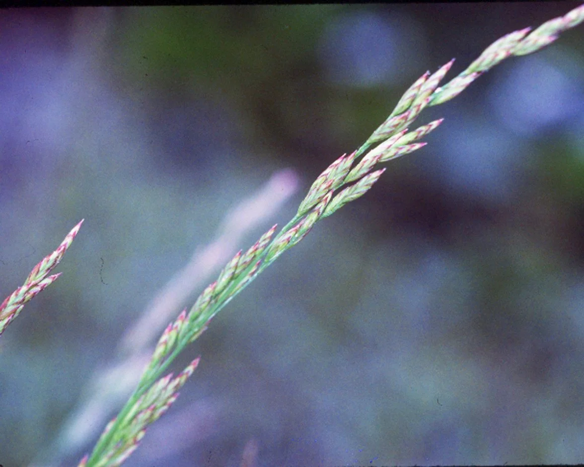 Tall Fescue Grass Seed Head Tower Tall Fescue