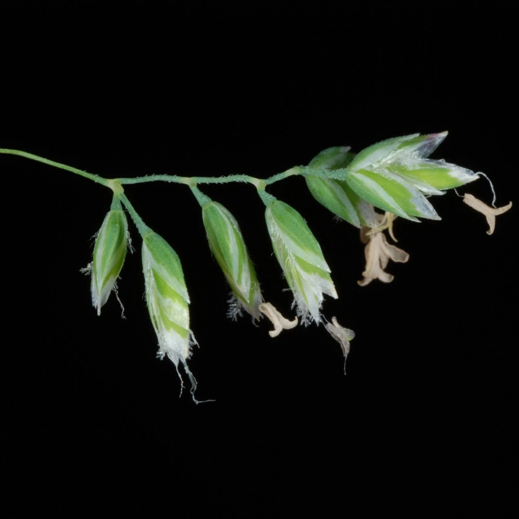 Kentucky Bluegrass Flower