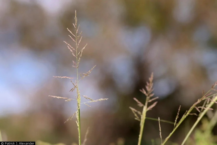 L&H Seeds - Pacific Northwest Native Seed