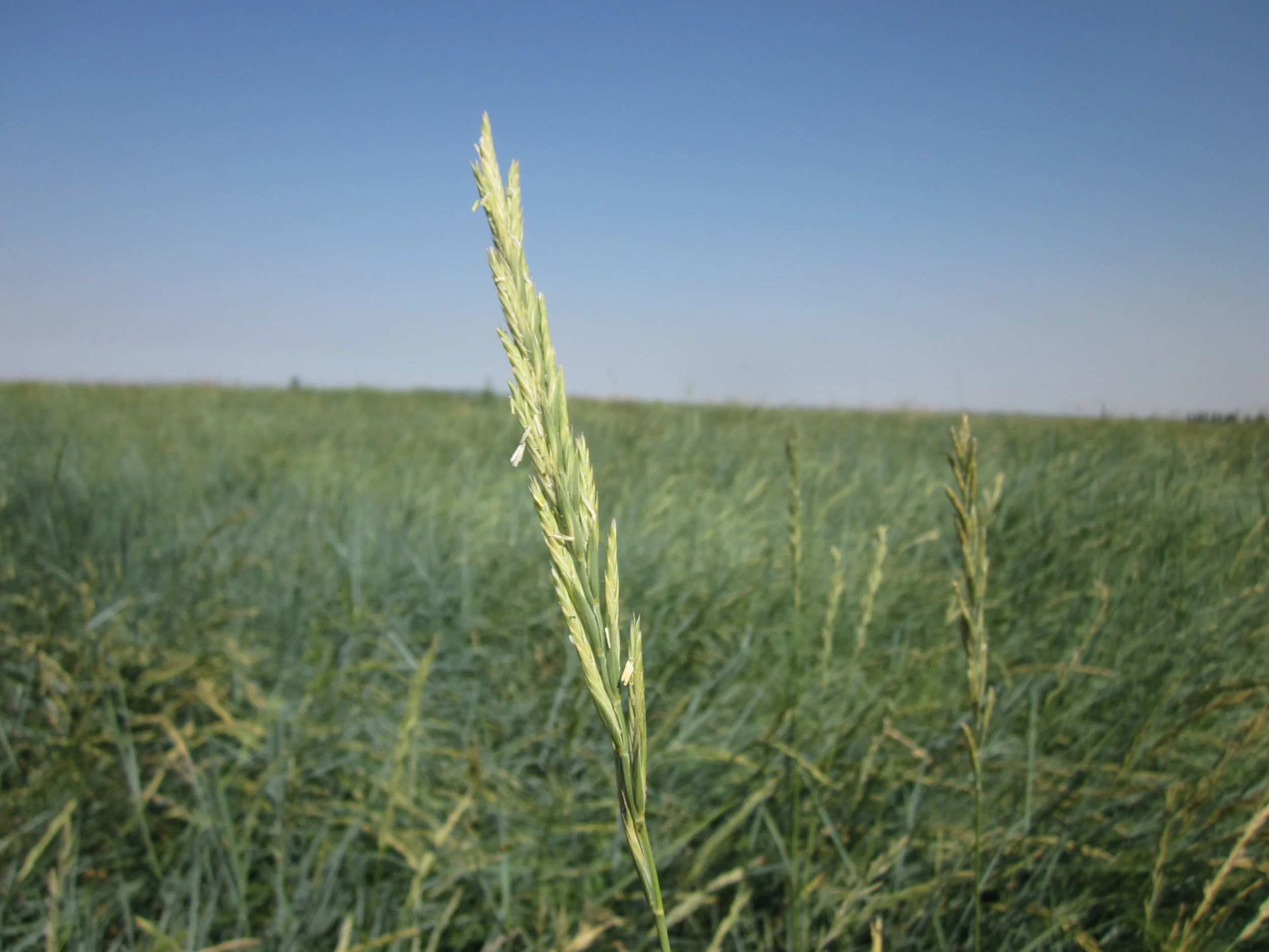 L&H Seeds - Pacific Northwest Native Seed