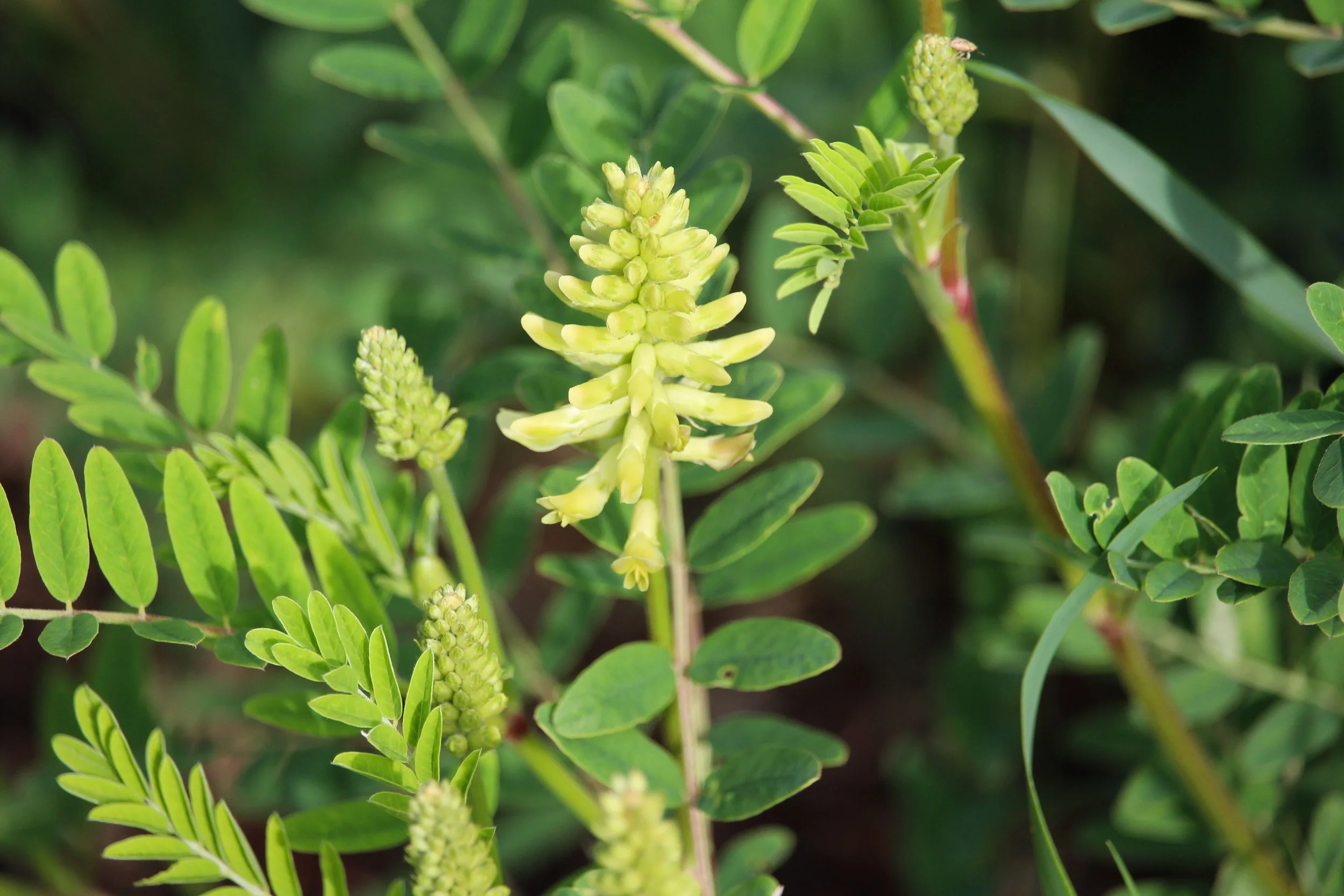 Astragalus Canadensis