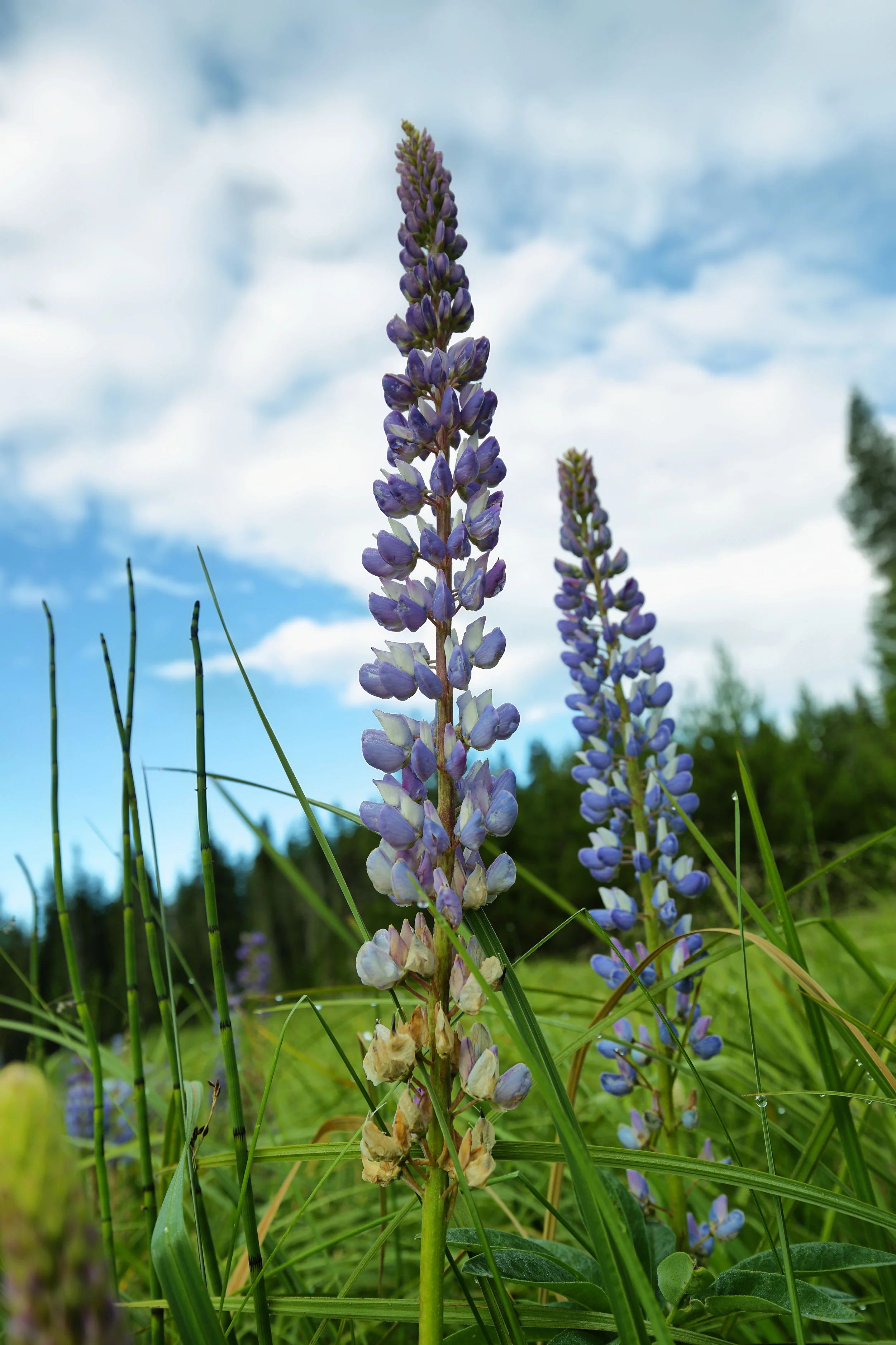 Lupinus Polyphyllus