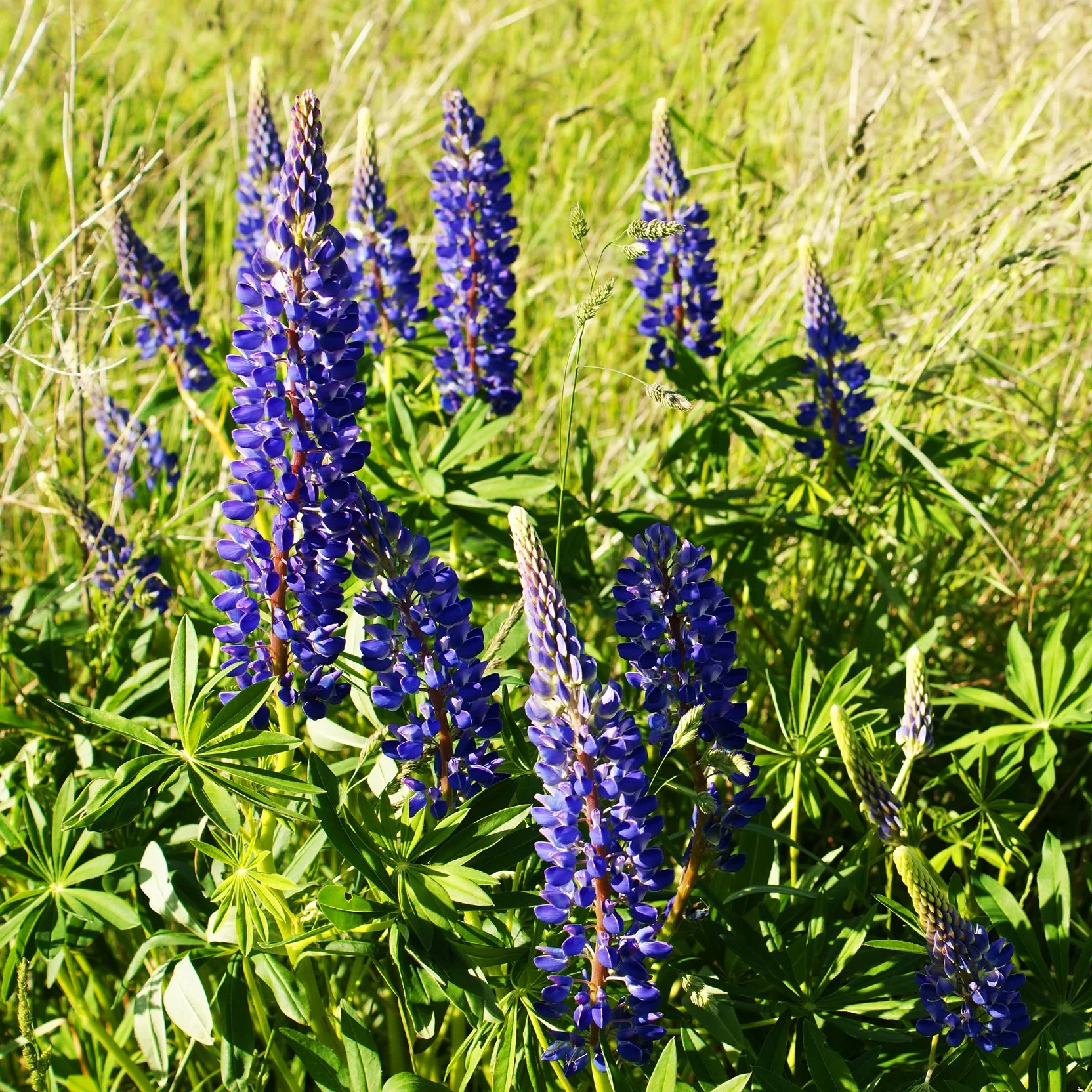 Lupinus Polyphyllus