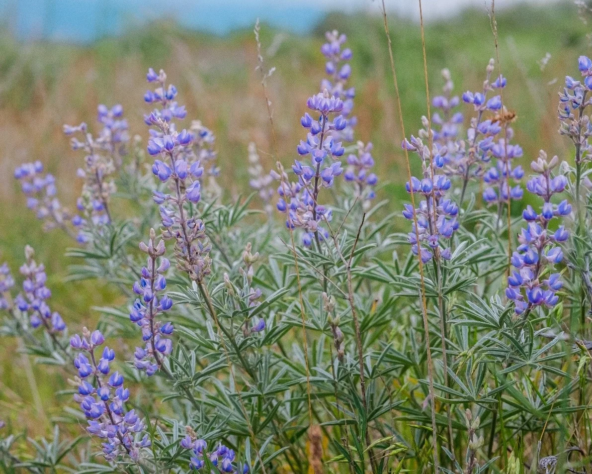 L&H Seeds - Pacific Northwest Native Seed