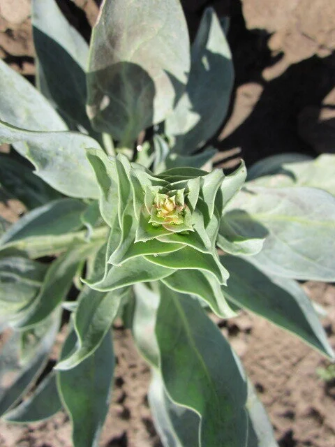 Ferns, Grasses & Bamboo Home & Living Penstemon acuminatus bulk ...