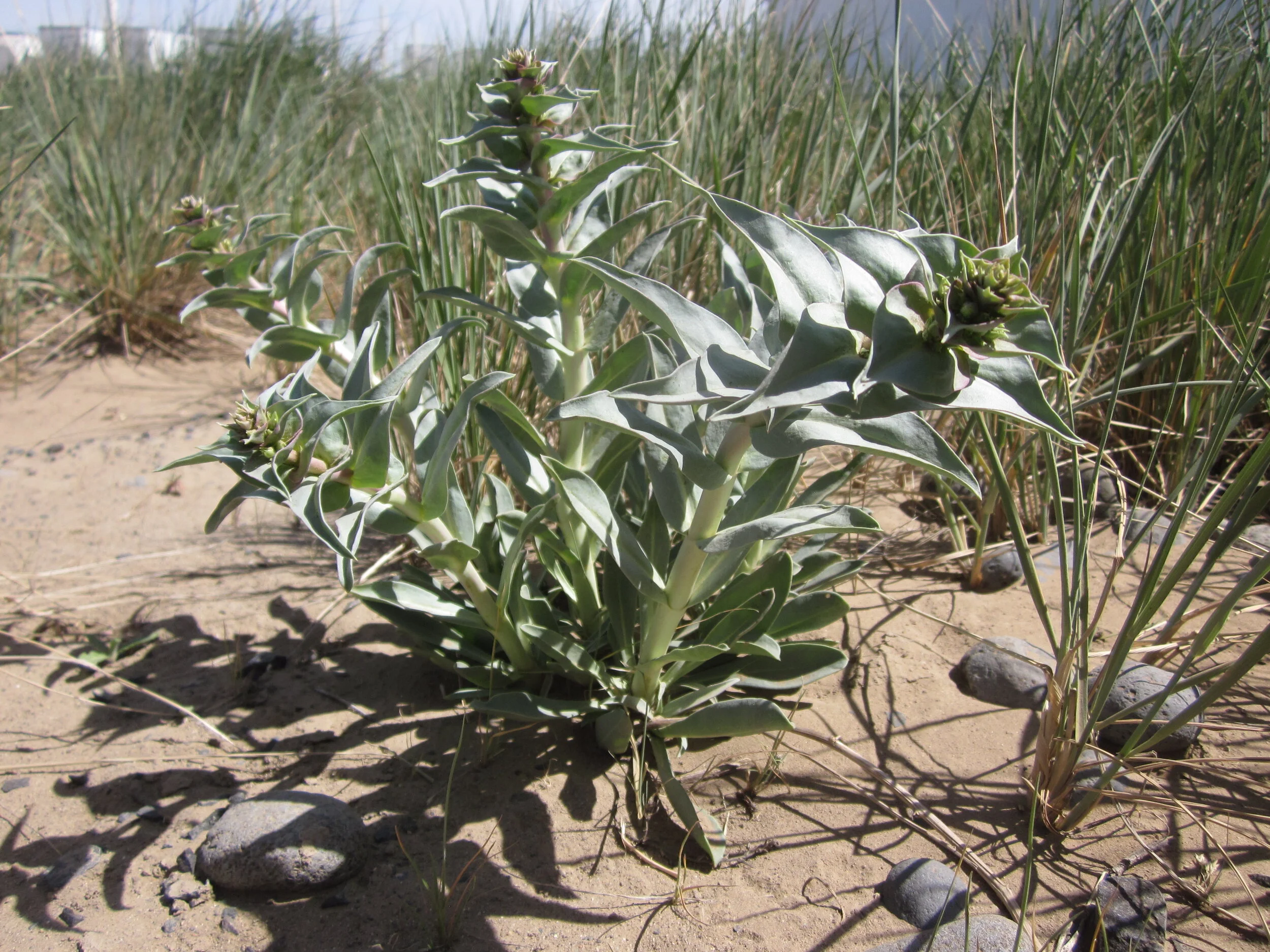 Ferns, Grasses & Bamboo Home & Living Penstemon acuminatus bulk ...