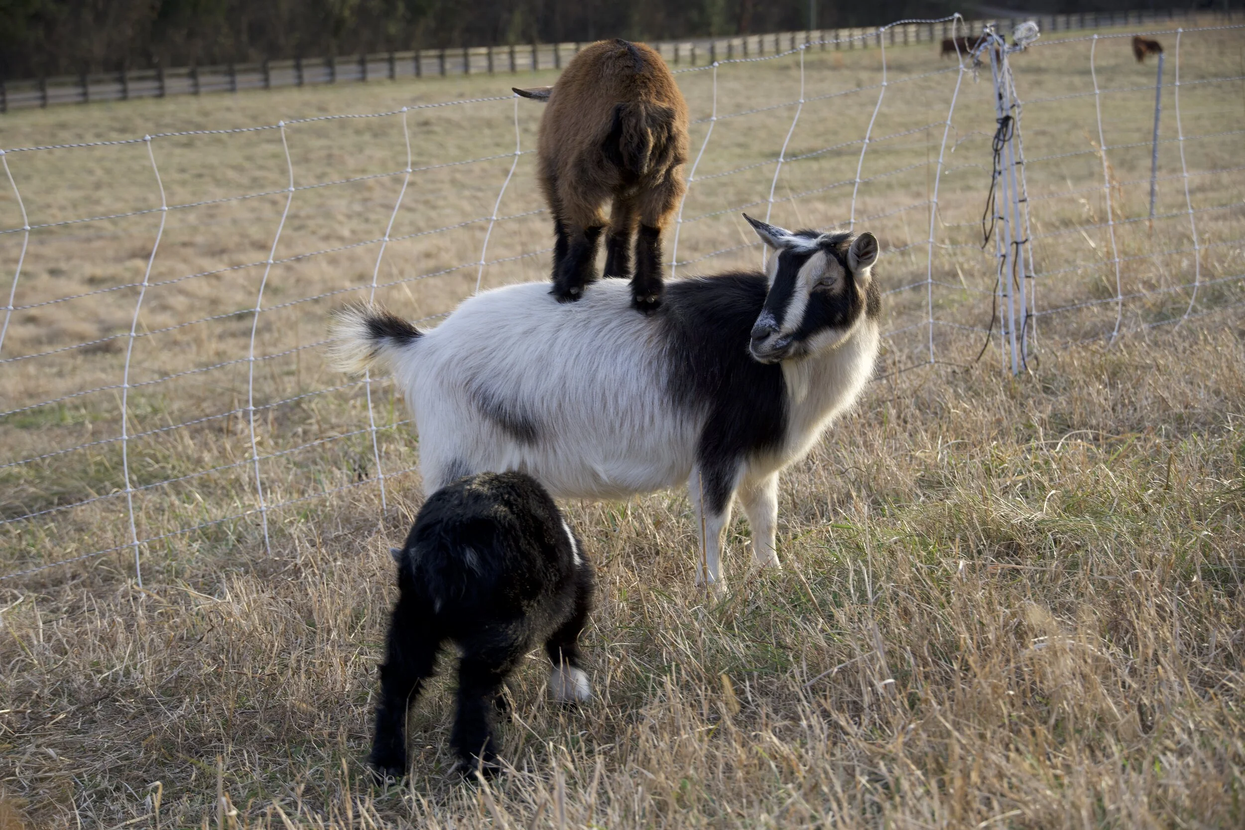 Surrogate Mother Goat - Mending a Broken Heart — Anne of All Trades