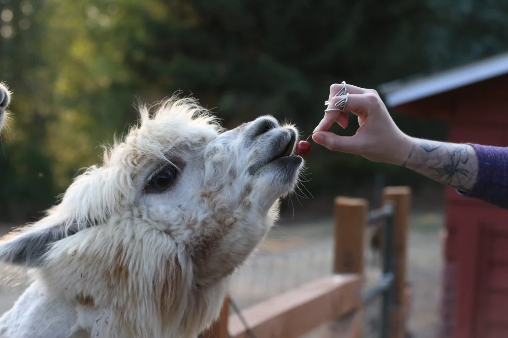 15 Facts You Might Not Know About Alpacas — Anne of All Trades
