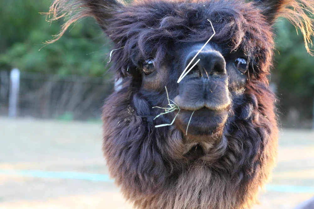 15 Facts You Might Not Know About Alpacas — Anne of All Trades