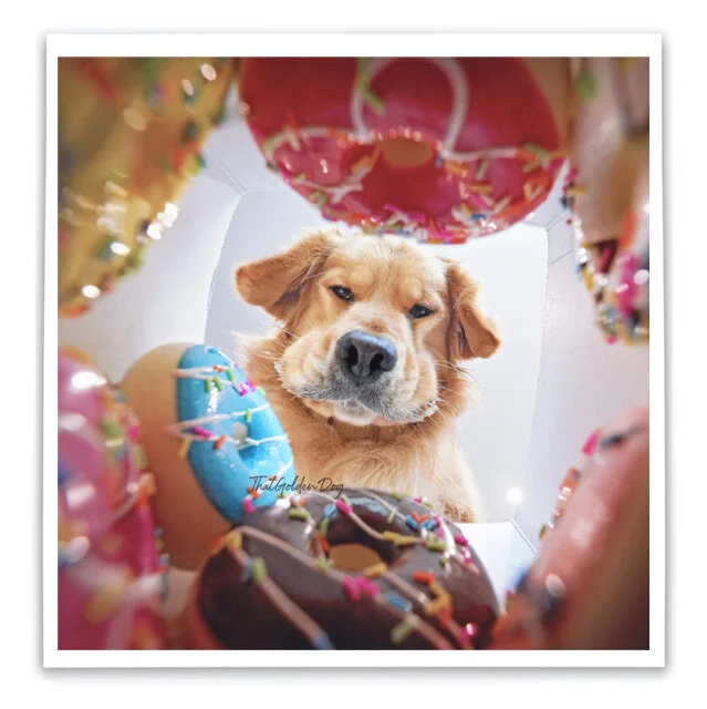 Doge Donut