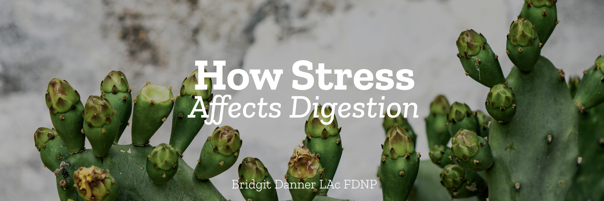 Digestion — Bridgit Danner