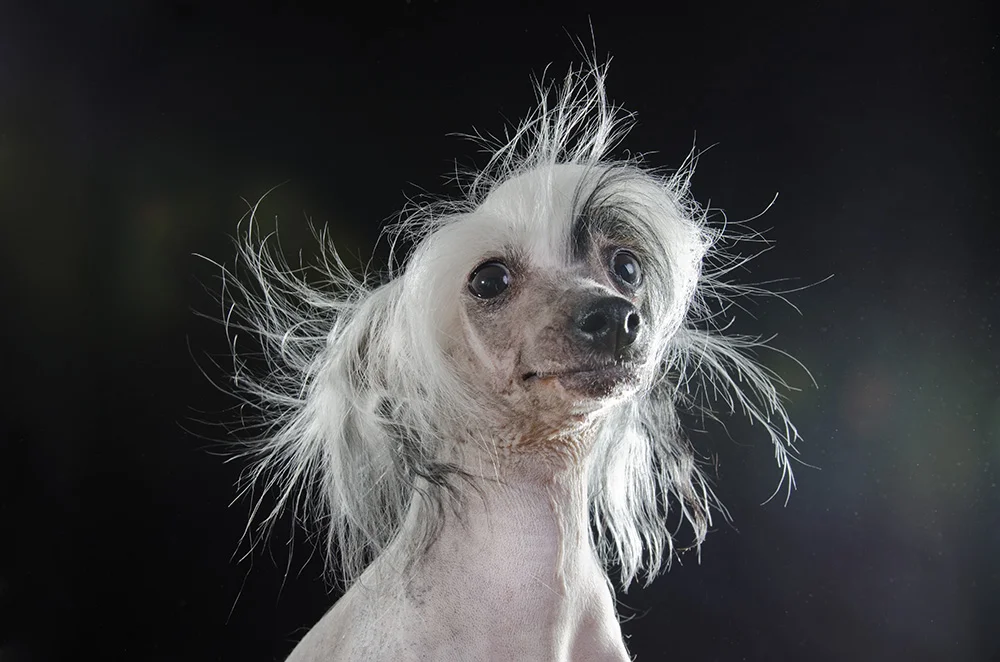 Where Do Hairless Dogs Come From