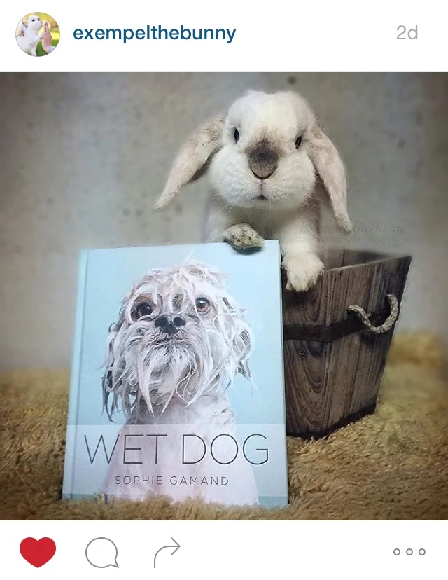 Wet Dog Book — Sophie Gamand