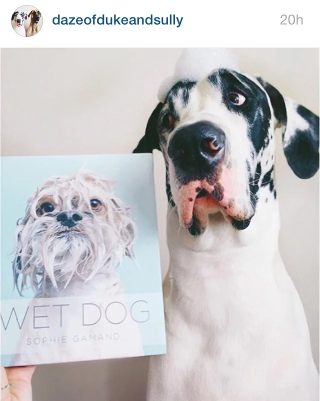 Wet Dog Book — Sophie Gamand