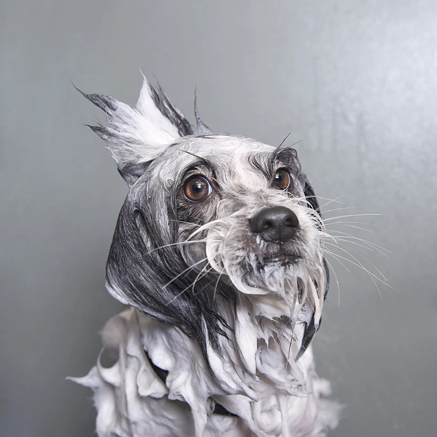 Wet Dog — Sophie Gamand