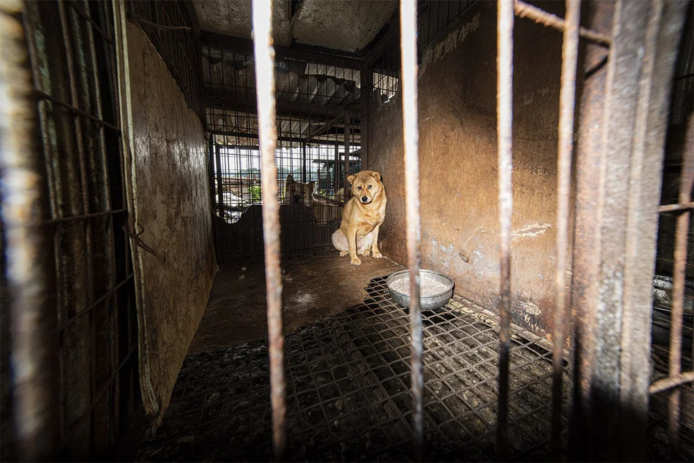 Dog Meat Farm — Sophie Gamand