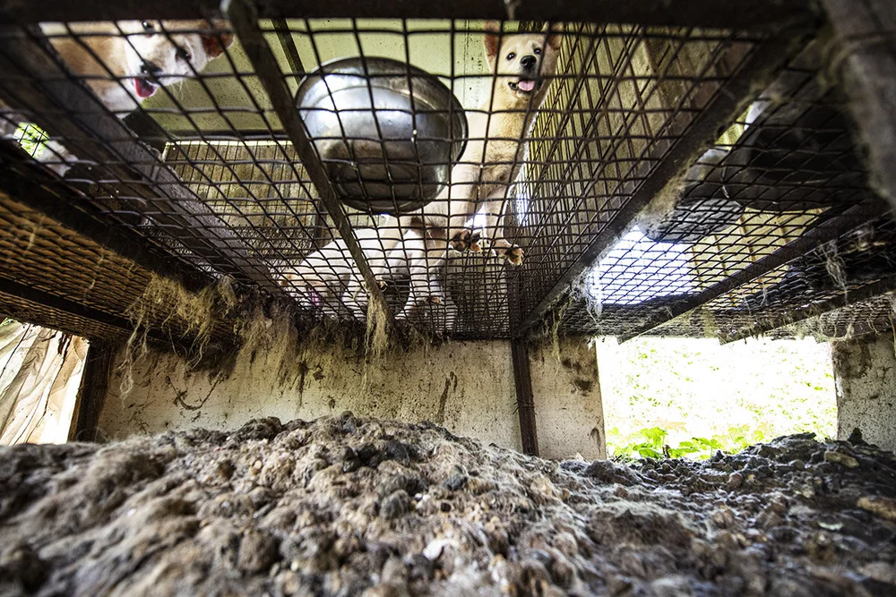 Dog Meat Farm — Sophie Gamand