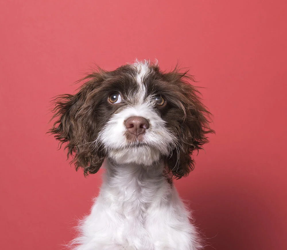 How to spot a bad breeder... or a bad rescue — Sophie Gamand