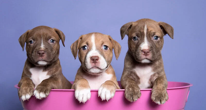 How to spot a bad breeder... or a bad rescue — Sophie Gamand