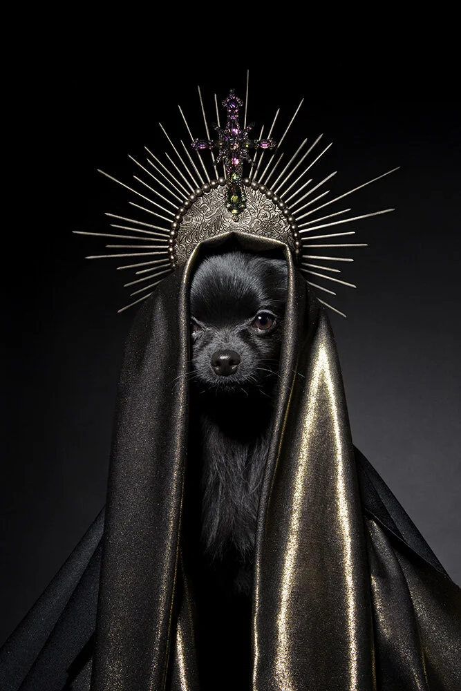 Black Dog — Sophie Gamand