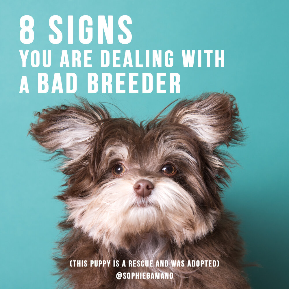 How to spot a bad breeder (slides) — Sophie Gamand