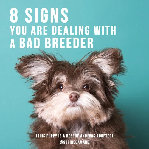 How to spot a bad breeder (slides) — Sophie Gamand