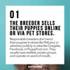 How to spot a bad breeder (slides) — Sophie Gamand