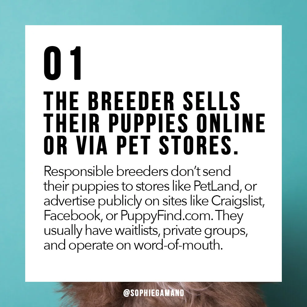 How to spot a bad breeder (slides) — Sophie Gamand