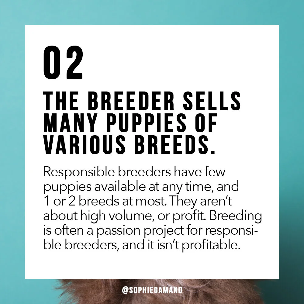 How to spot a bad breeder (slides) — Sophie Gamand