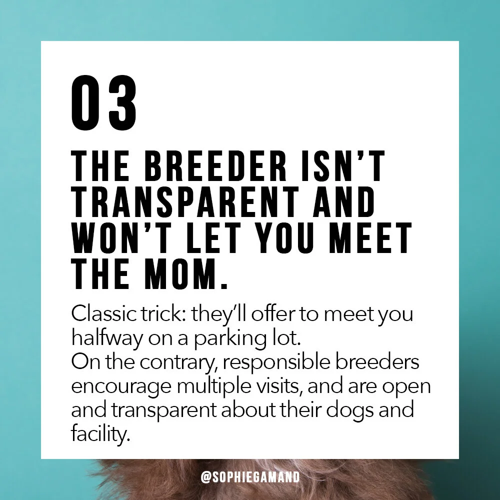 How to spot a bad breeder (slides) — Sophie Gamand