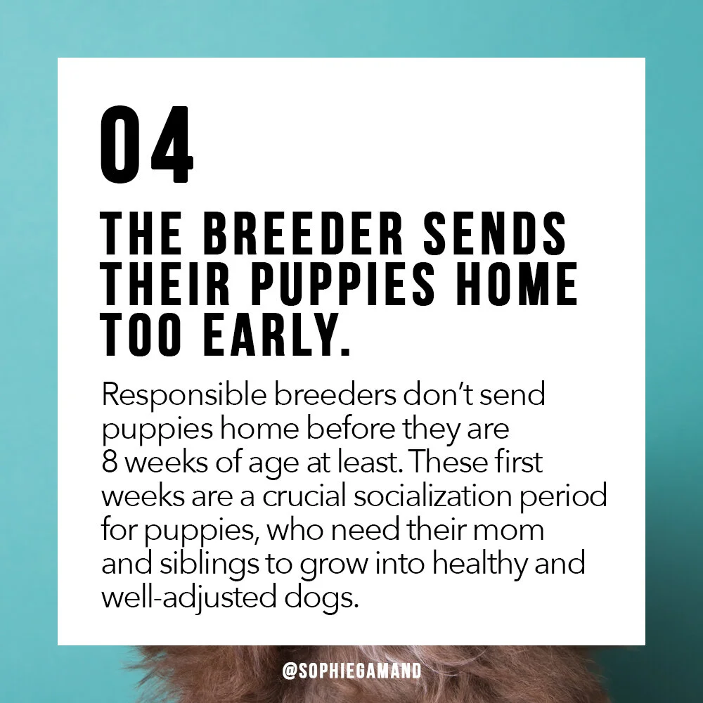 How to spot a bad breeder (slides) — Sophie Gamand
