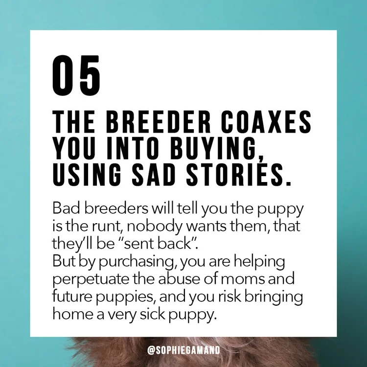 How to spot a bad breeder (slides) — Sophie Gamand