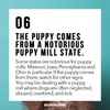 How to spot a bad breeder (slides) — Sophie Gamand