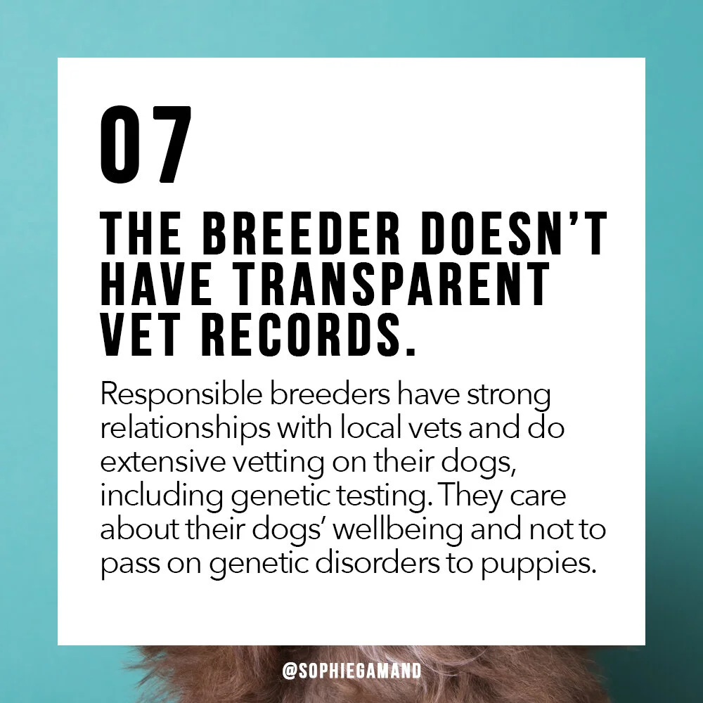 How to spot a bad breeder (slides) — Sophie Gamand