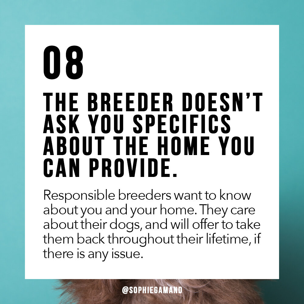 How to spot a bad breeder (slides) — Sophie Gamand