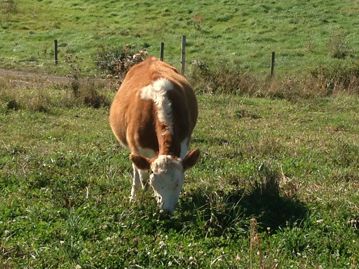 How we farm — Wild Pasture Farm