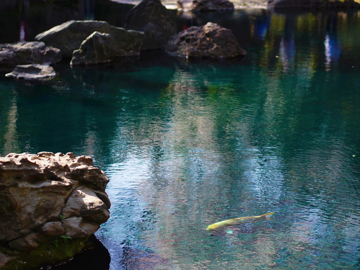 Koi Fish: The Japanese Carp — TOKI