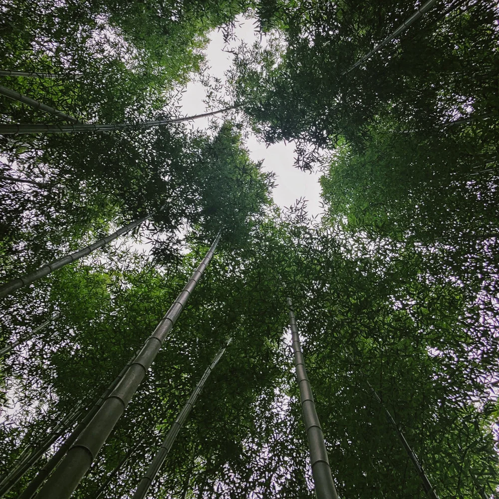 Sights- Kyoto Guide — TOKI