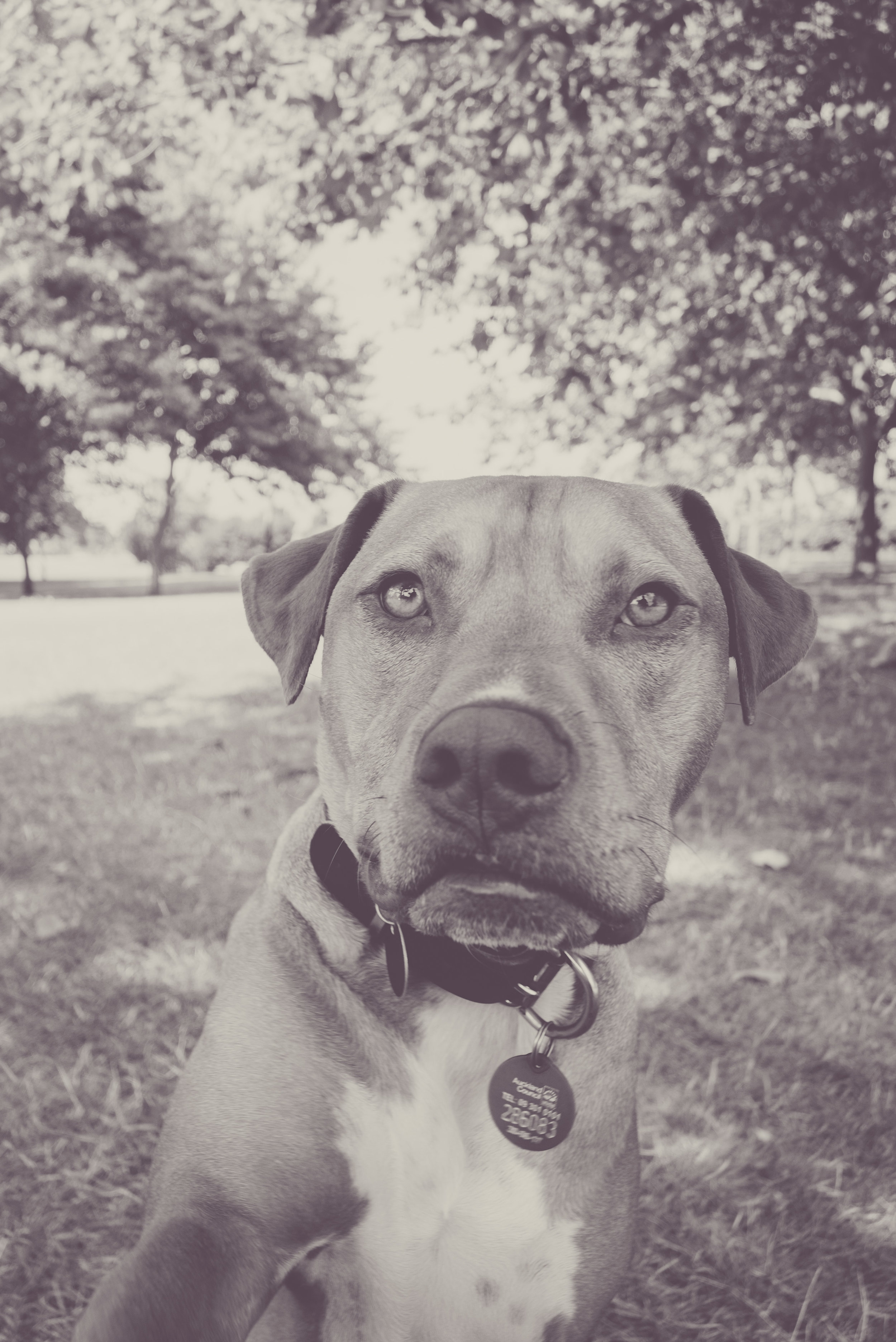 Contact Auckland dog photographer — Yellow Lab Pet Photographer