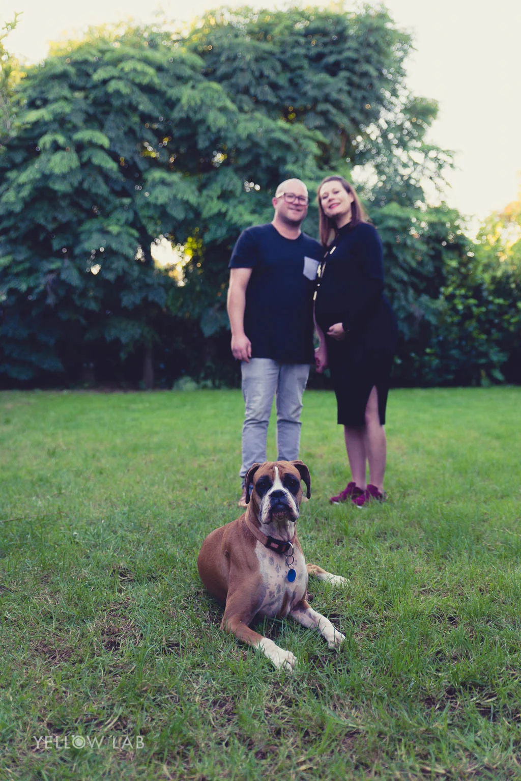 Maternity portraits with dog, Auckland — Yellow Lab Pet Photographer
