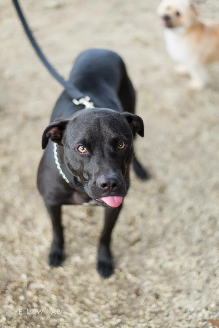 How to photograph your black dog — Yellow Lab Pet Photographer