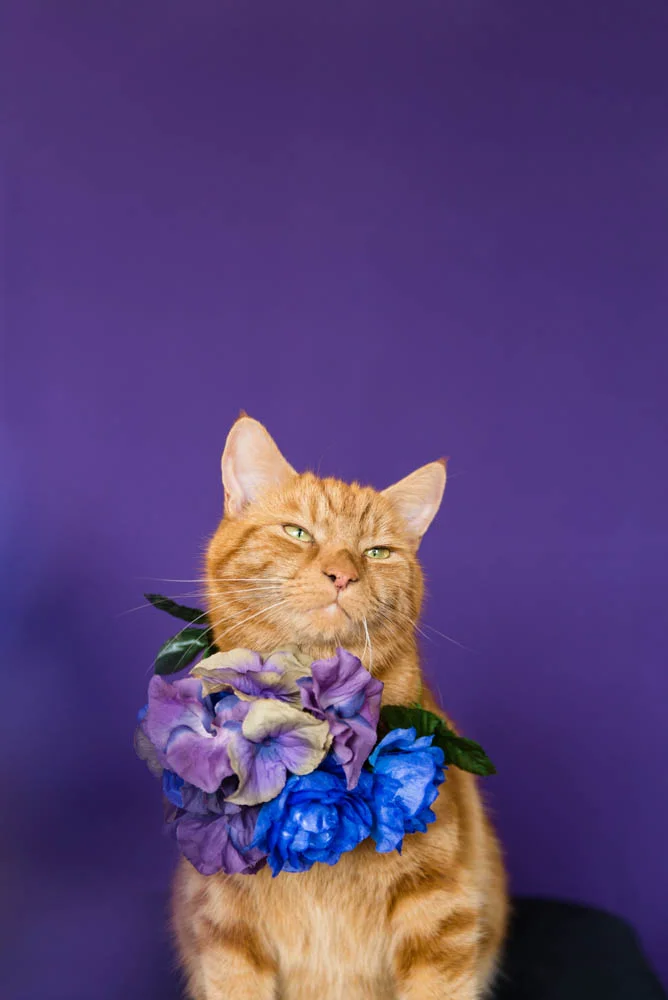 Cats photographed at home in Auckland — Yellow Lab Pet Photographer